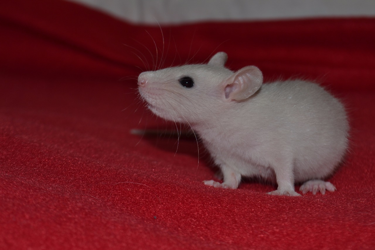 Vrh E s PP *20.07.2017 :: BIG MOUSE